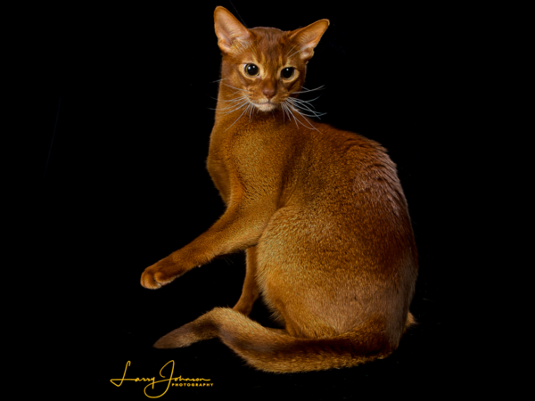 PureAbby Abyssinian Boys | PureAbby Abyssinian Cats